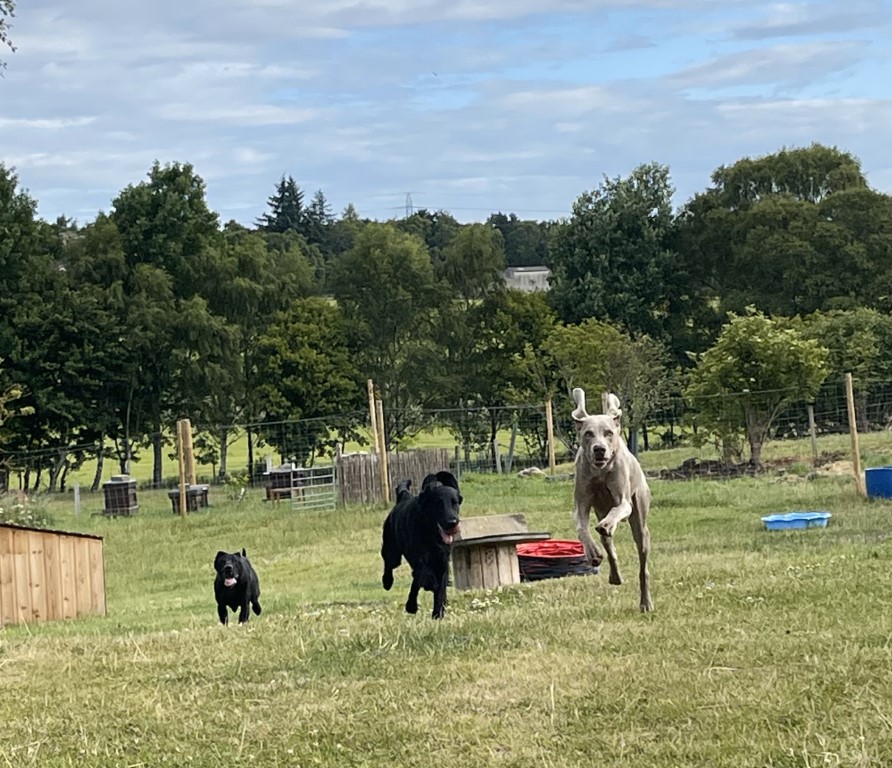 Doggy Day Care Near Elgin, Moray | Brumley Brae